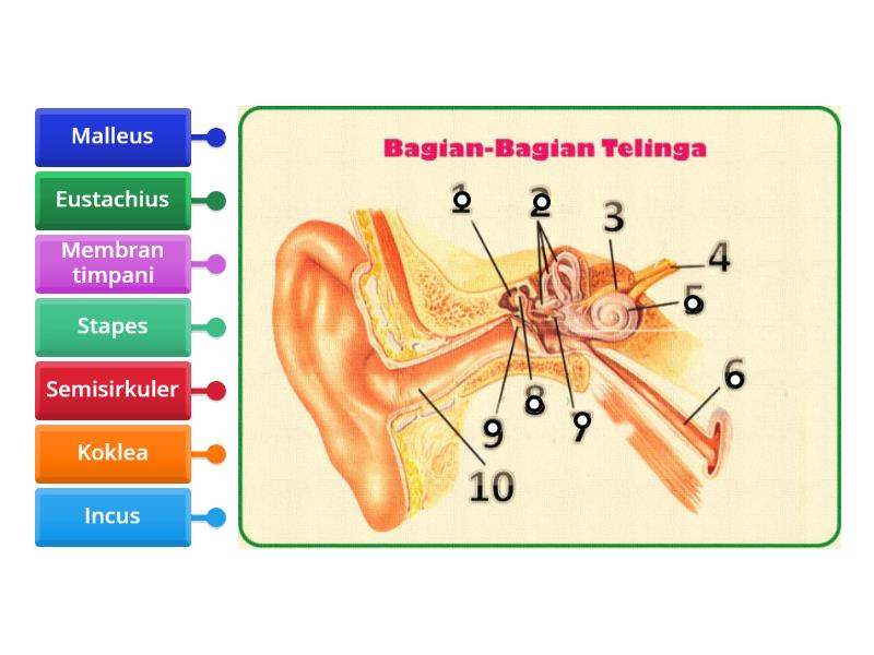 Bagian Telinga - Labelled diagram