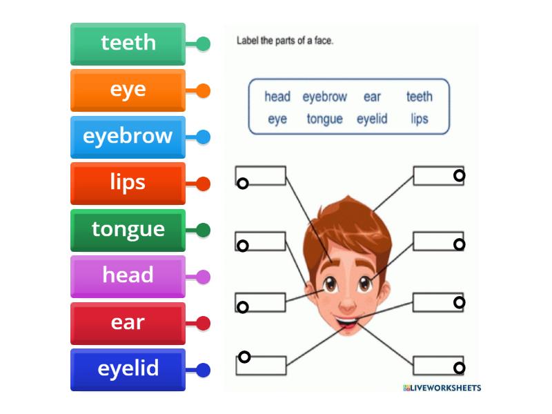 Label the Parts of the Face - Labelled diagram