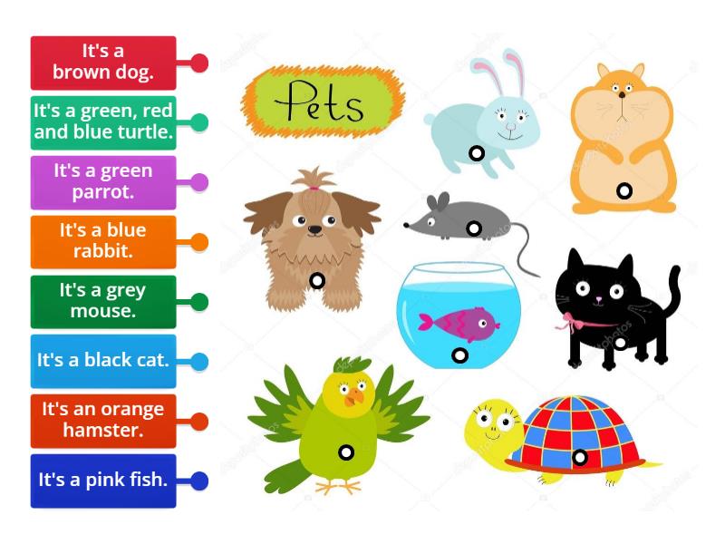 Pets - Labelled diagram