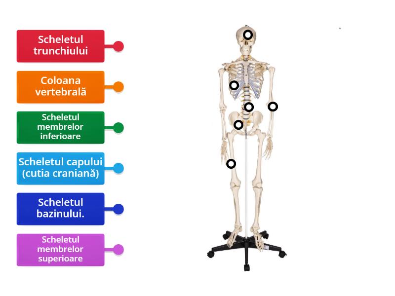 Scheletul uman clasa 1 - Labelled diagram