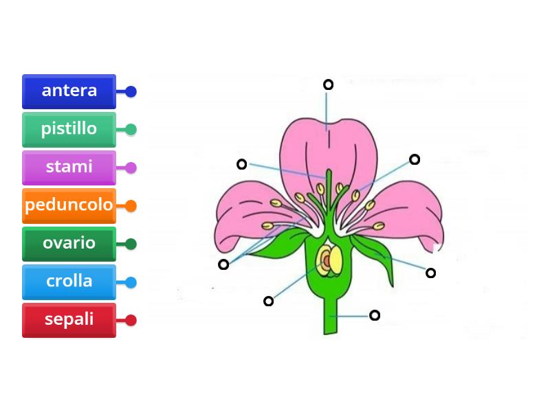 Le parti del fiore - Labelled diagram
