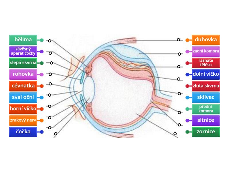 Oko - Labelled diagram