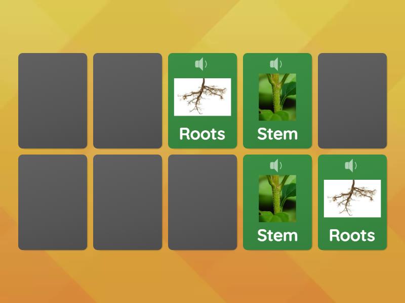 Parts of a Plant - Matching pairs