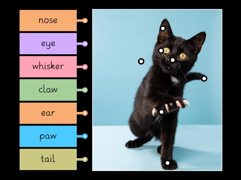 Cat Label Activity - Labelled diagram