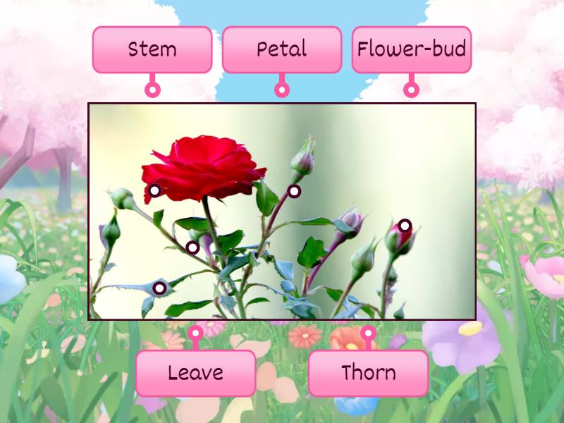 A rose - Labelled diagram