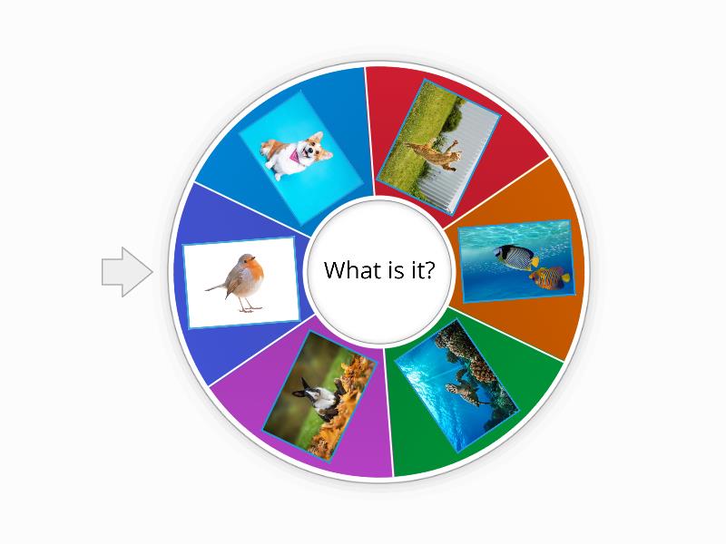 Kindy 1 Unit 7 Animals - Rueda aleatoria