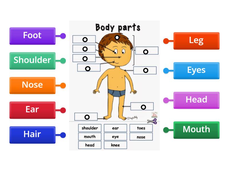 Body Parts - Labelled diagram