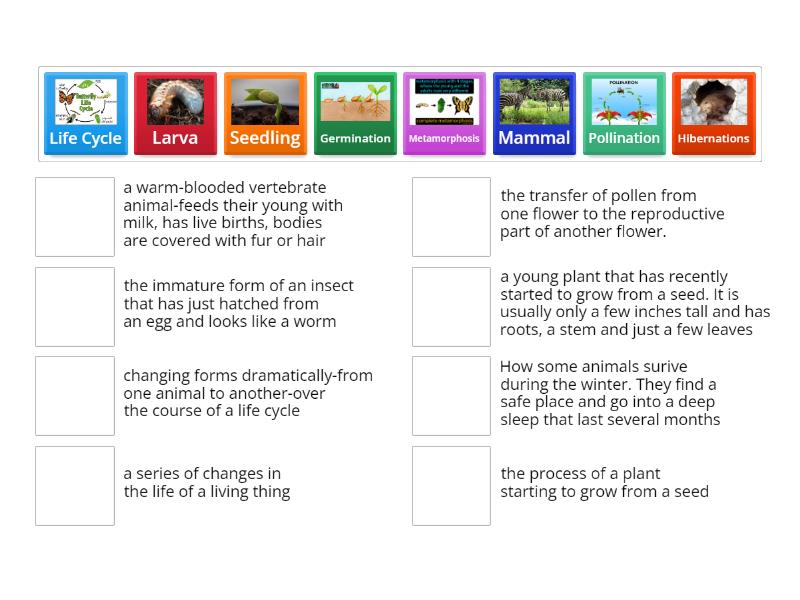 Life Cycle Vocabulary - Match up