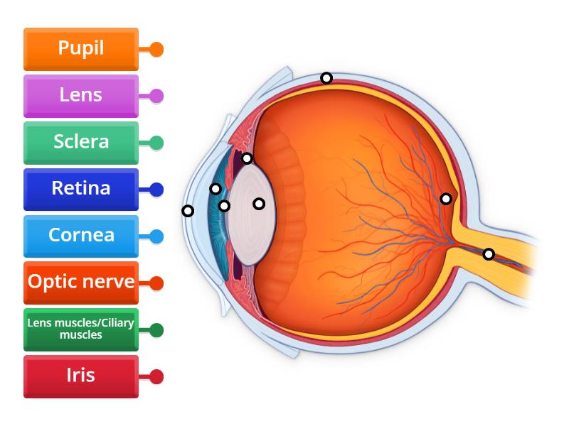Eye Labelling - Yr 8 - Labelled diagram