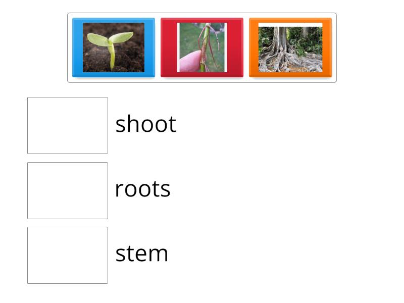 Parts of plant - Match up