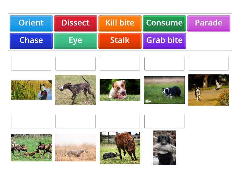 Predatory Motor Sequence Week 3 PAM - Match up