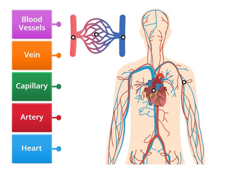 Label the Circulatory System - Labelled diagram