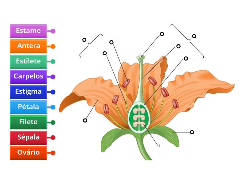 Legenda o esquema da Flor - Labelled diagram