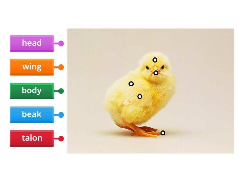 Chick Body Parts - Labelled diagram