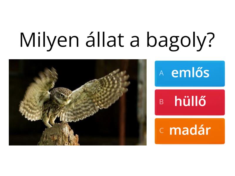 A bagoly - Quiz