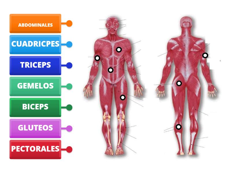 MUSCULOS DEL CUERPO HUMANO - Labelled diagram