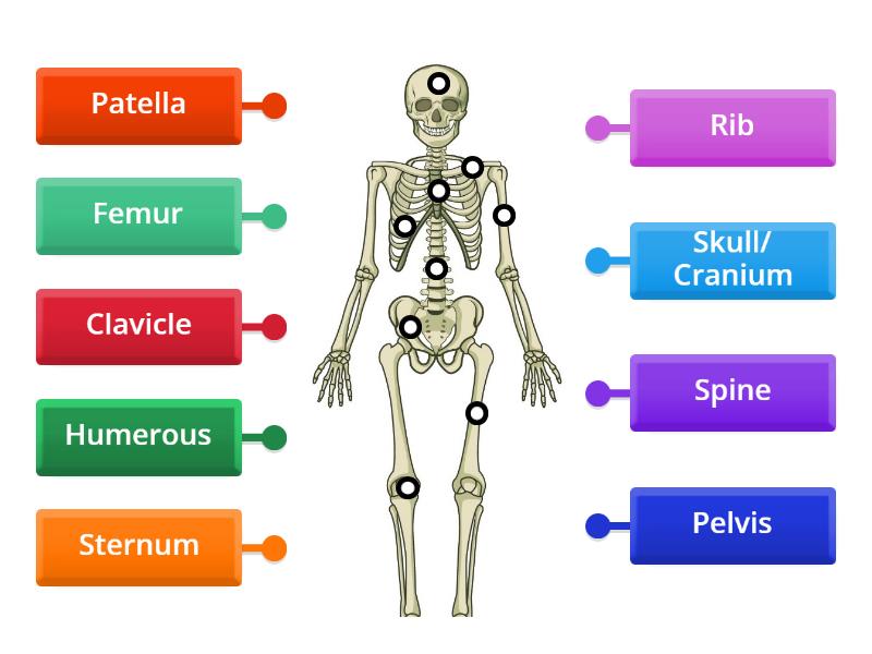 Skeleton - Labelled diagram