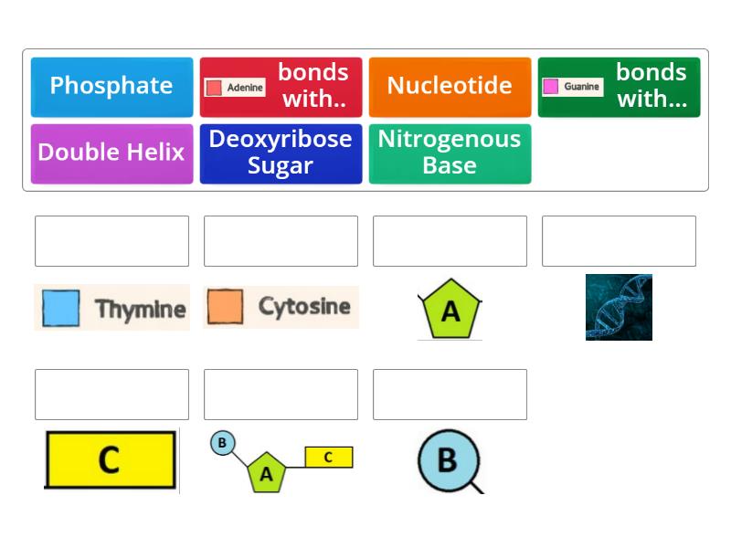 Identifying Components of DNA - Match up