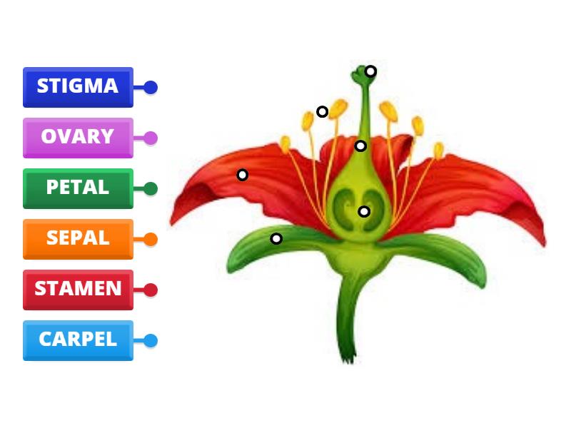 PARTS OF A FLOWER - Labelled diagram