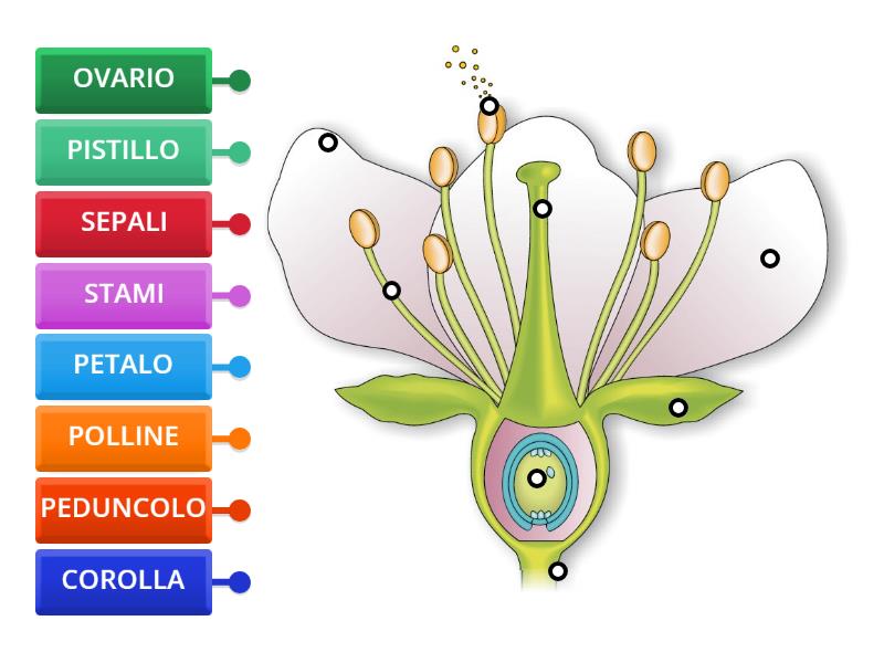 LE PARTI DEL FIORE - Labelled diagram