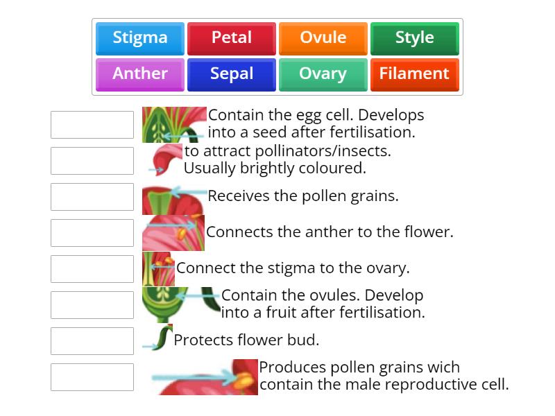 Part of a flower Practice 1 - Match up