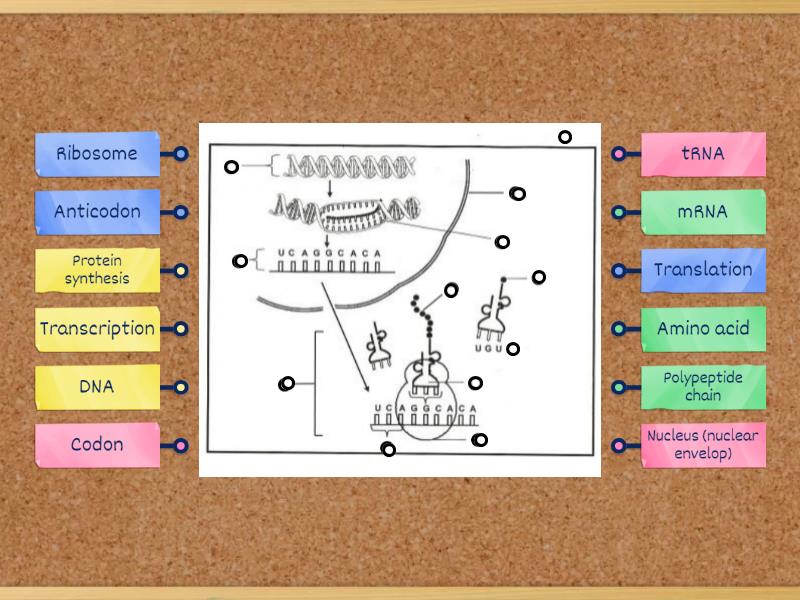 LABEL ME! (Transcription and Translation process) - Labelled diagram