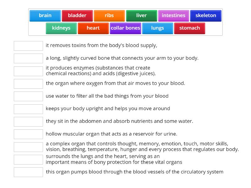 THE HUMAN BODY - Match up