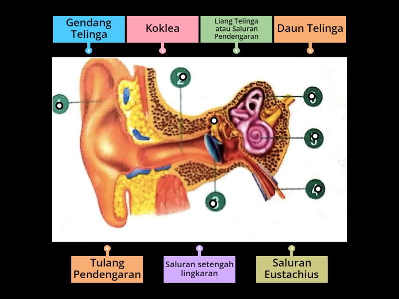 Bagian-Bagian Telinga - Labelled diagram