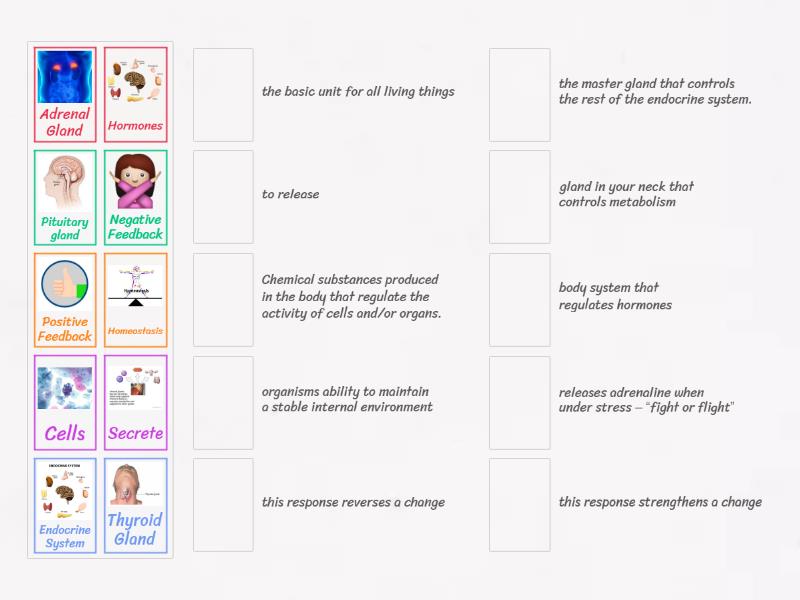 Endocrine System Vocabulary - Match up