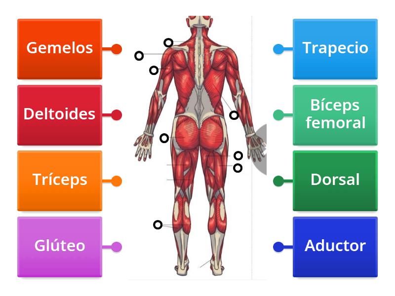 La musculatura humana (2/2) - Labelled diagram