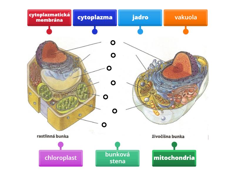Rastlinná a živočíšna bunka 6./8. ročník - Labelled diagram