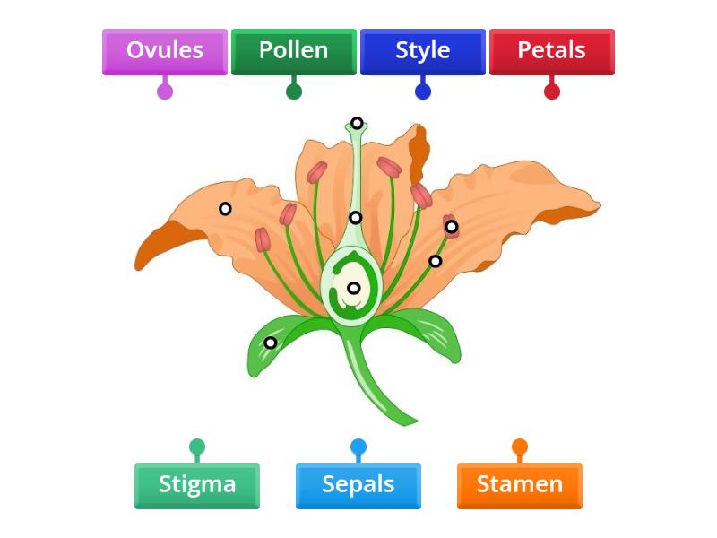 8 Sci - Parts of a Flower - Labelled diagram