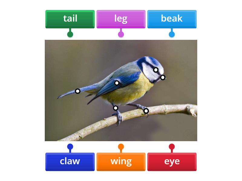 The body parts of a bird - Labelled diagram
