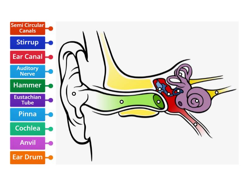 Label the Ear - LC Biology - Labelled diagram