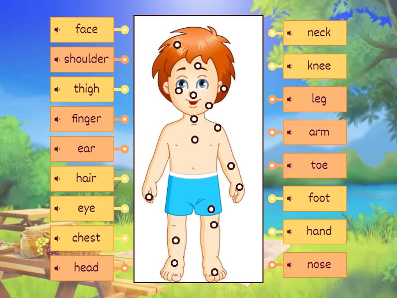 The body - Labelled diagram