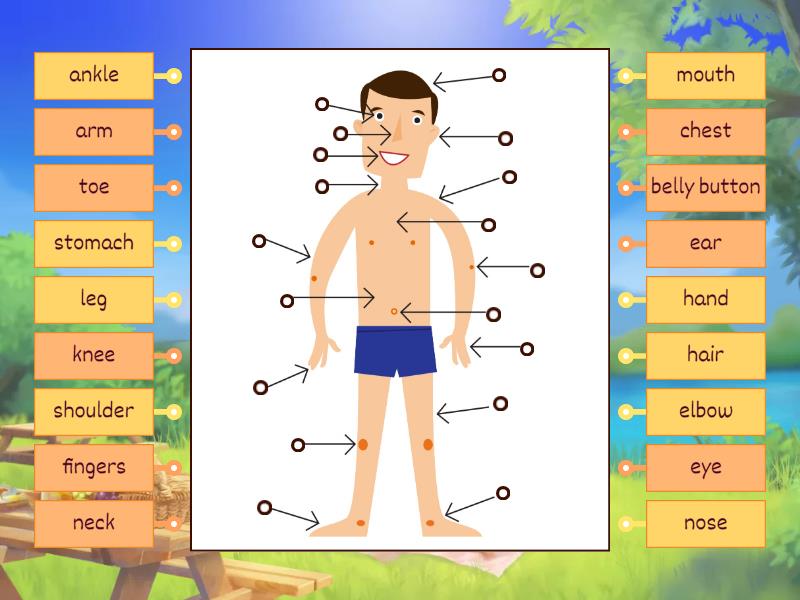 Parts of the body - Labelled diagram
