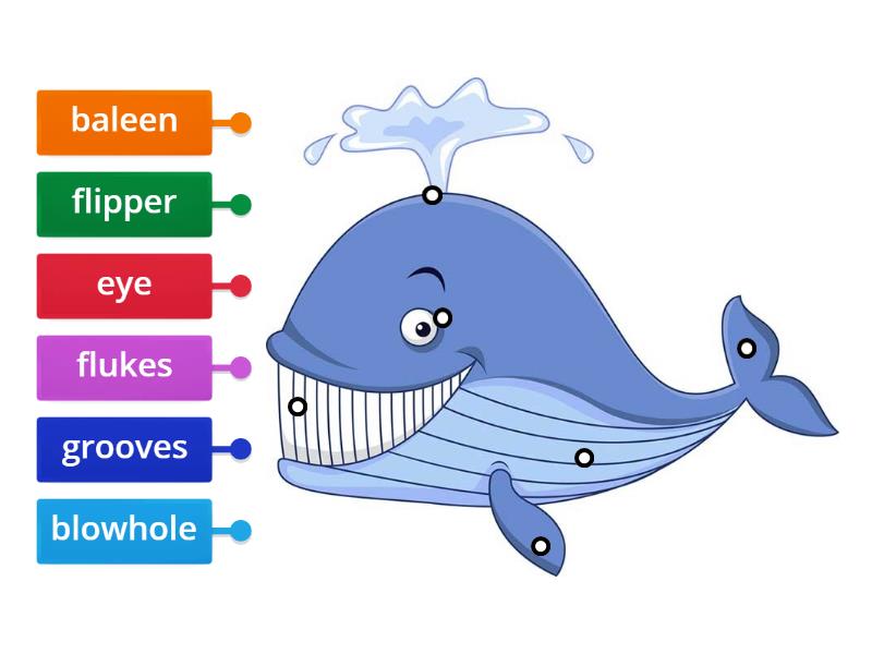 Whale diagram - Labelled diagram