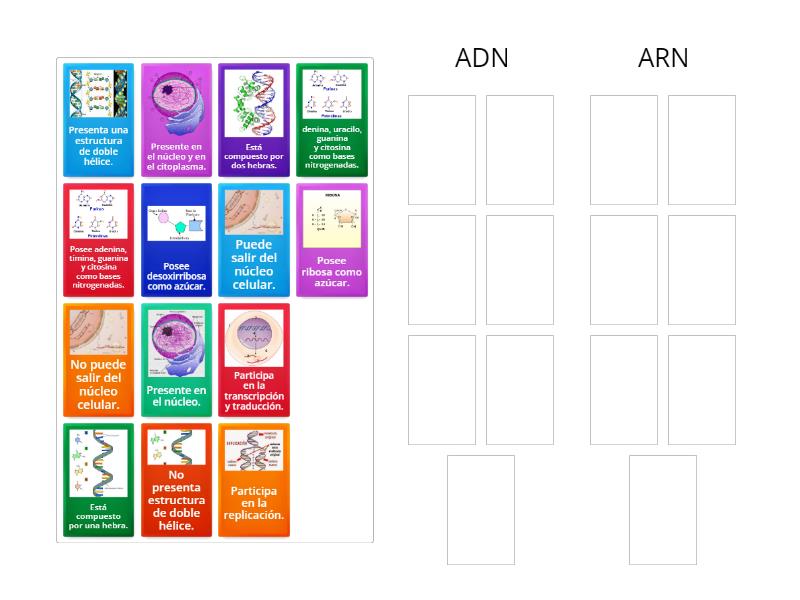 ADN versus ARN - Classificação em grupos