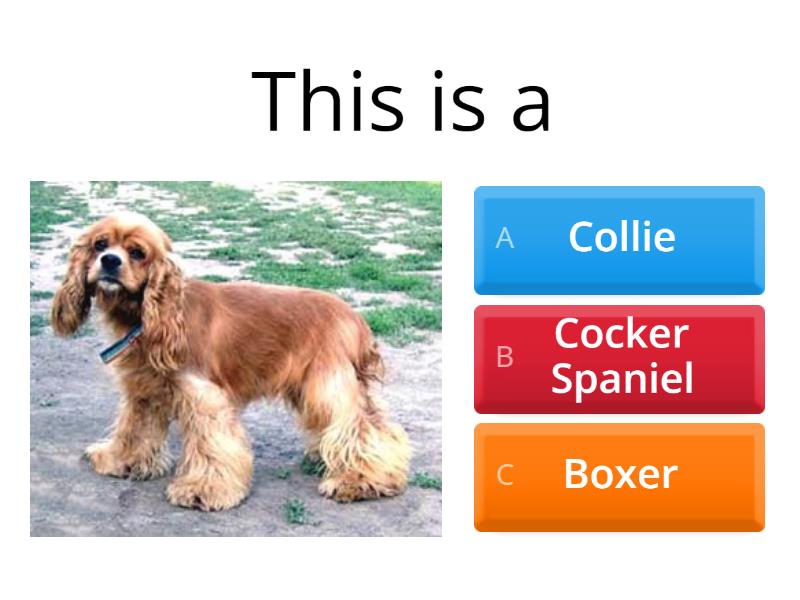 Dog Breeds for 3rd grade - Quiz