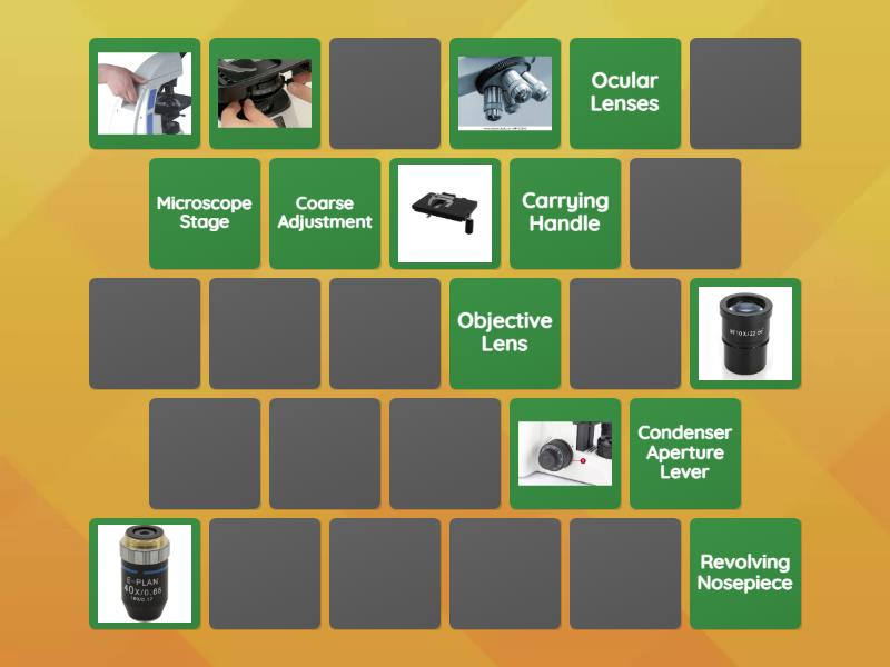 Micrscope Features - Match the microscope feature with the correct ...