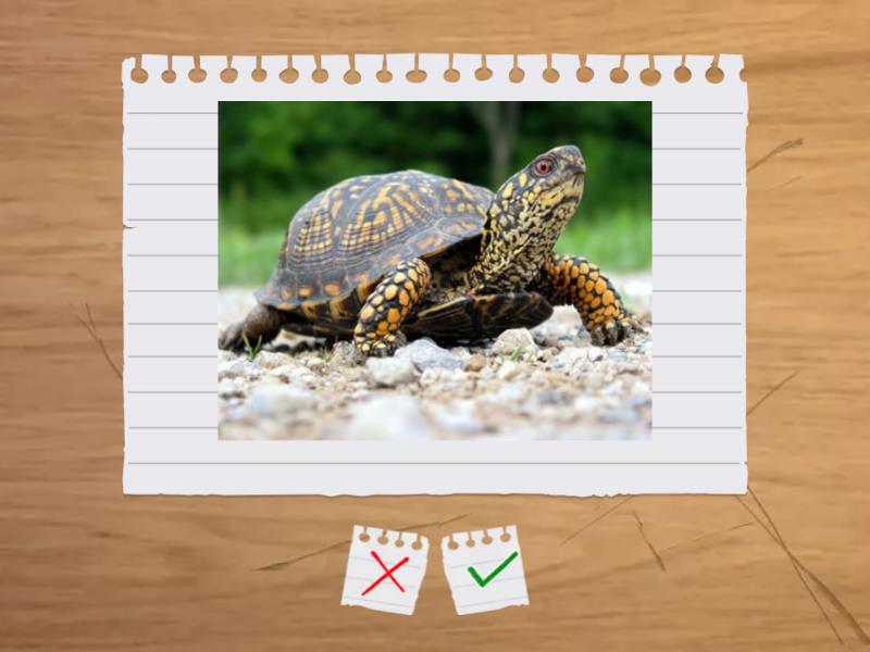 Go Getter (4) 6.1 Wild animals - Flash cards