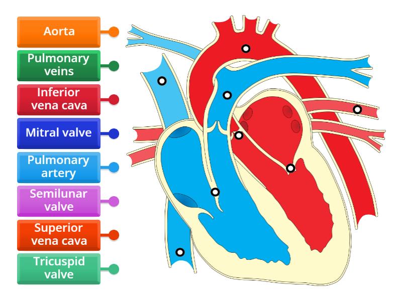 Structure of the heart. - Labelled diagram