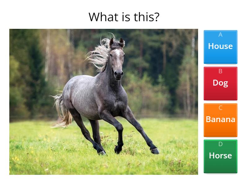 What is this? - Quiz
