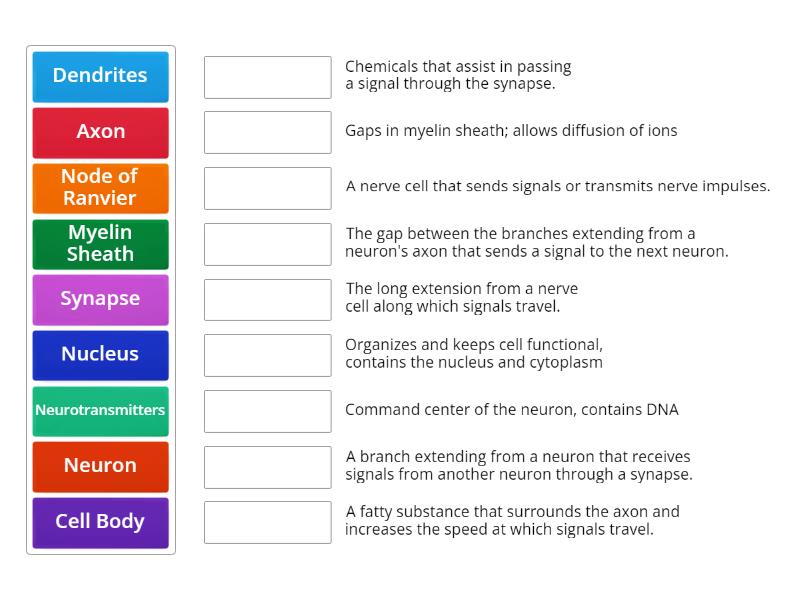 Parts of the Neuron - Match up