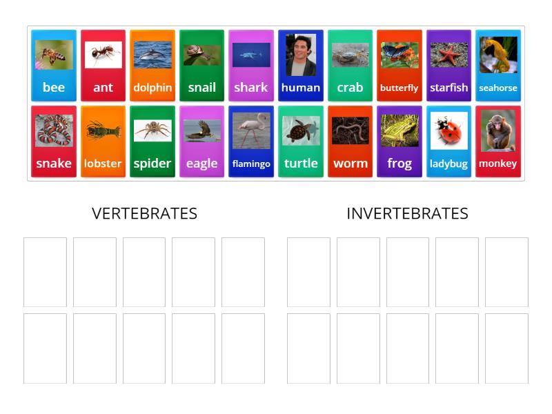 Vertebrates and invertebrates - Group sort