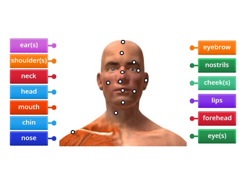 Parts of the body (face) - Basic - Labelled diagram