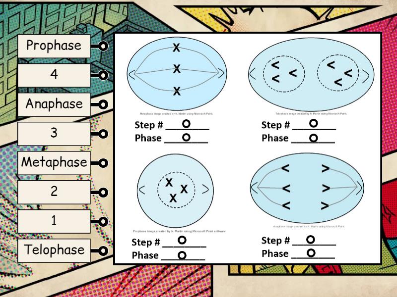 Phases of Mitosis - Labelled diagram
