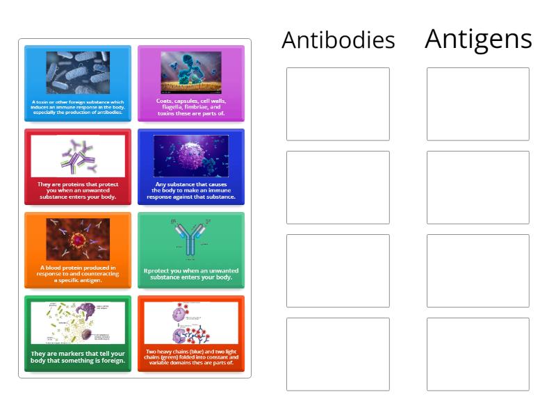 How antigens and antibodies work , definition ,parts and function ...