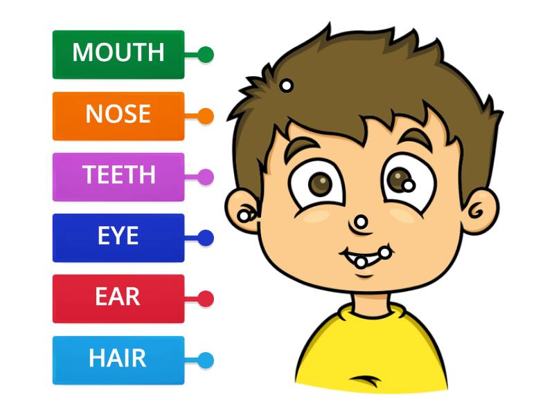 PARTS OF THE FACE - Labelled diagram