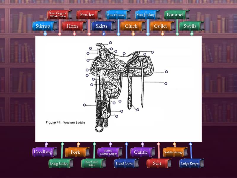 4-H Horse Project: Parts of a Western Saddle - Labelled diagram